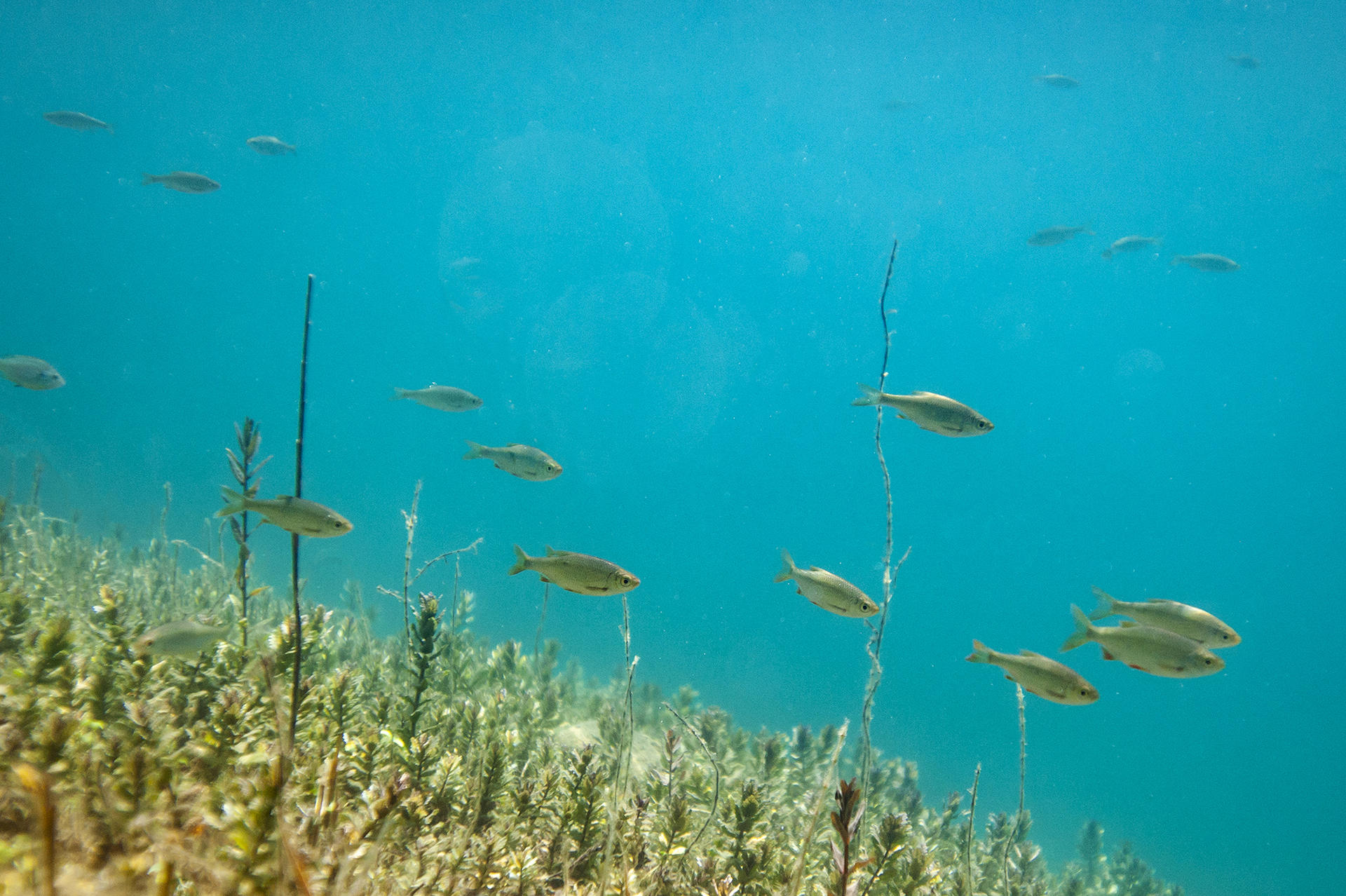 Fiches poissons - Fédération de la pêche de Seine-et-Marne